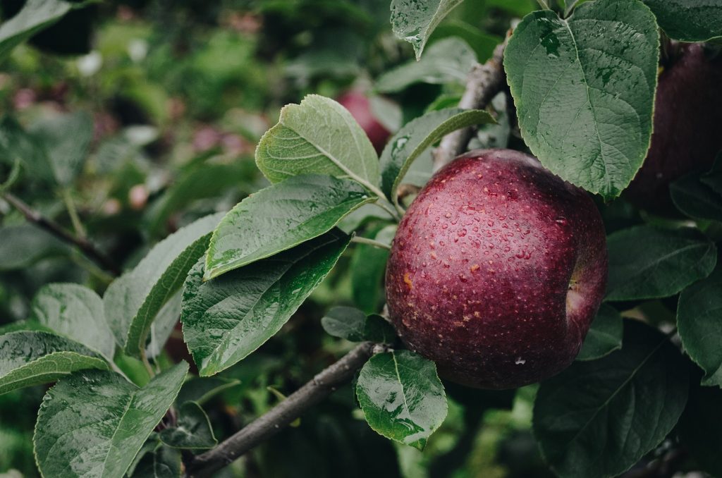 En octobre, croquez la pomme ! – Le Fenouil Biocoop