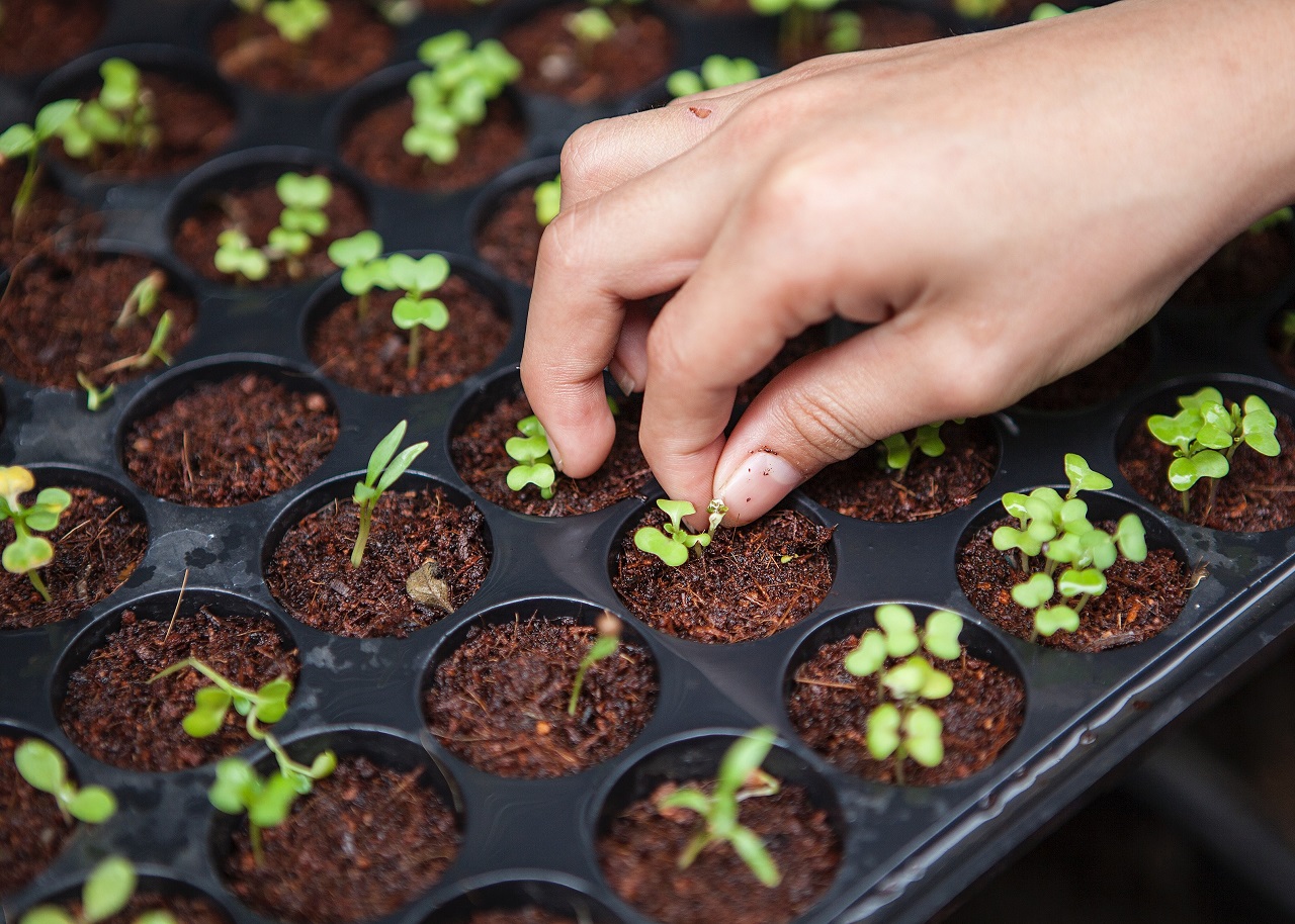 Le petit monde des semences biologiques – Le Fenouil Biocoop