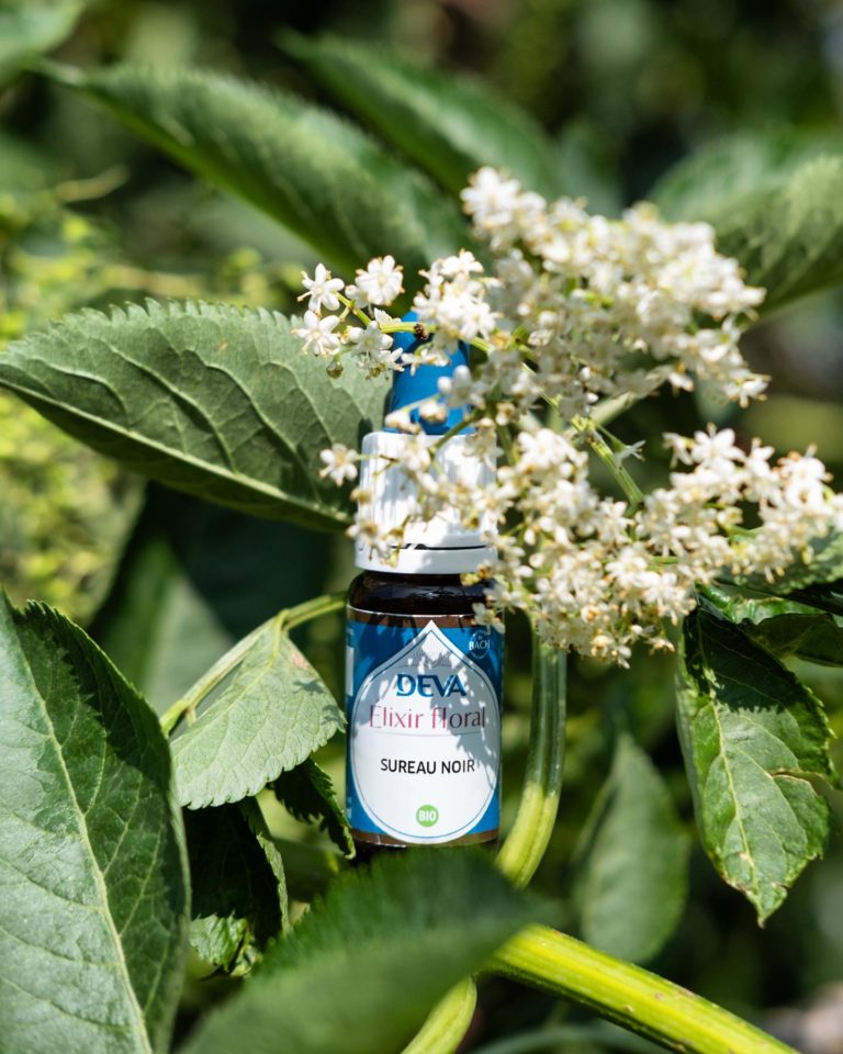 Deva, des fleurs de Bach pour l’apaisement des émotions – Le Fenouil Biocoop